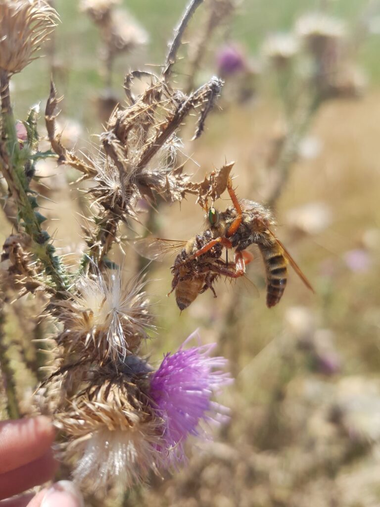 Seminario sobre la morfología general de los insectos – DeMedios5